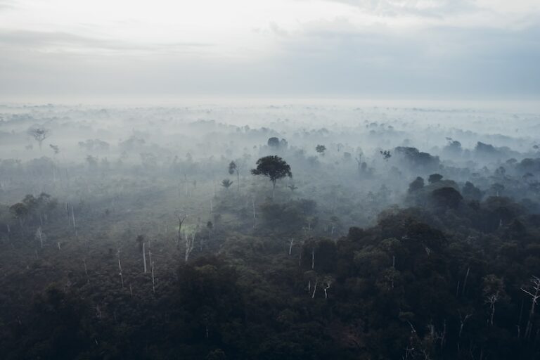 Why the Earth Needs the Amazon Rain Forest: The Shocking Truth ‣ Weird Why